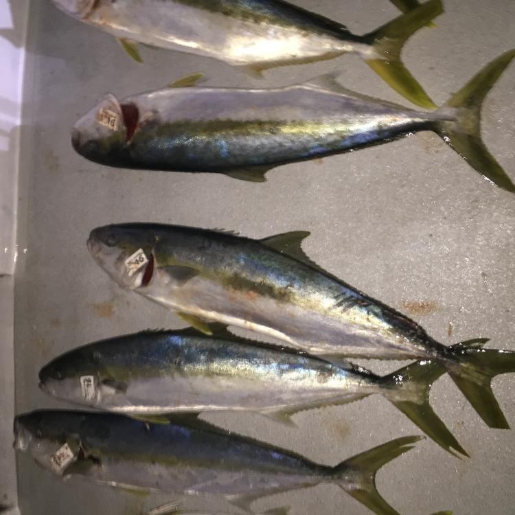 Fishing Punta Colonet - Other Fish Species - Bass Fishing Forums