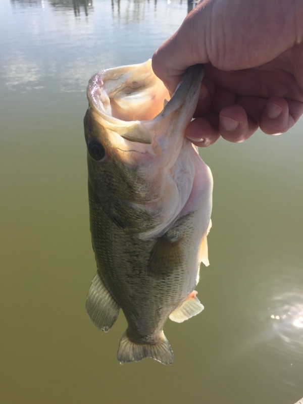 Portage River / East Harbor Lake Erie report 5/29 - 6/2 - Fishing ...