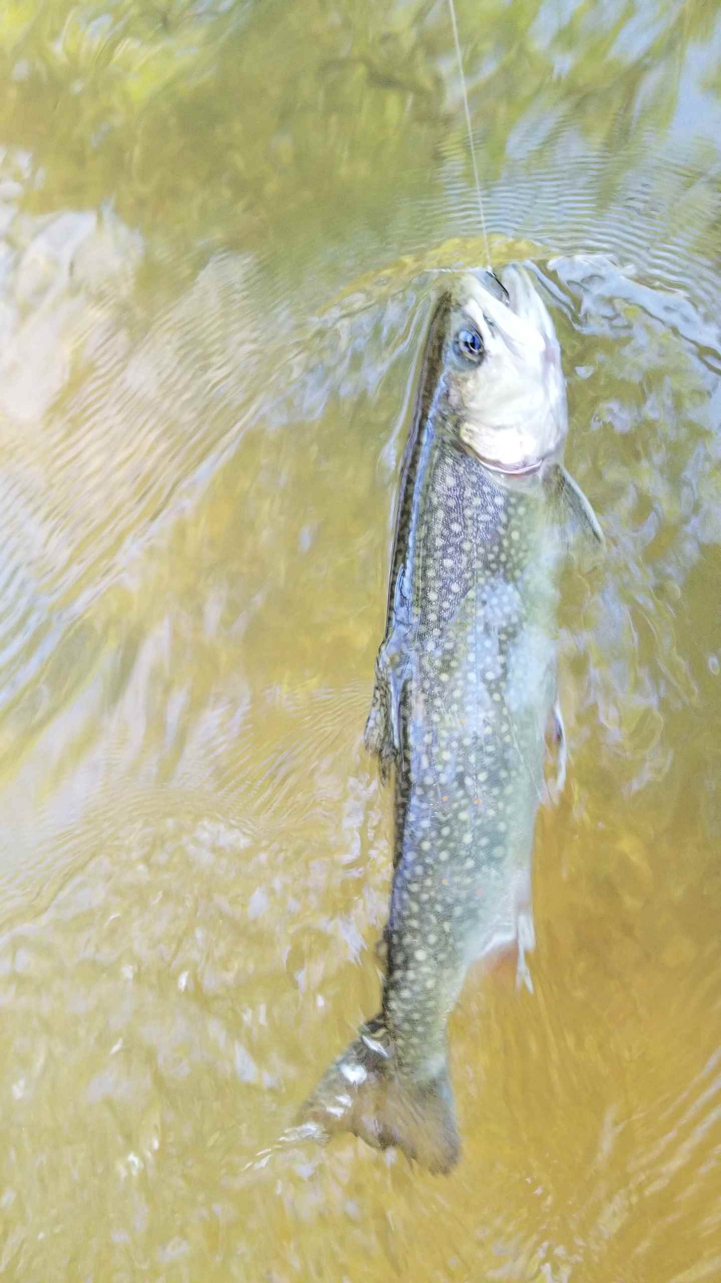Brook trout fishing tips - Other Fish Species - Bass Fishing Forums