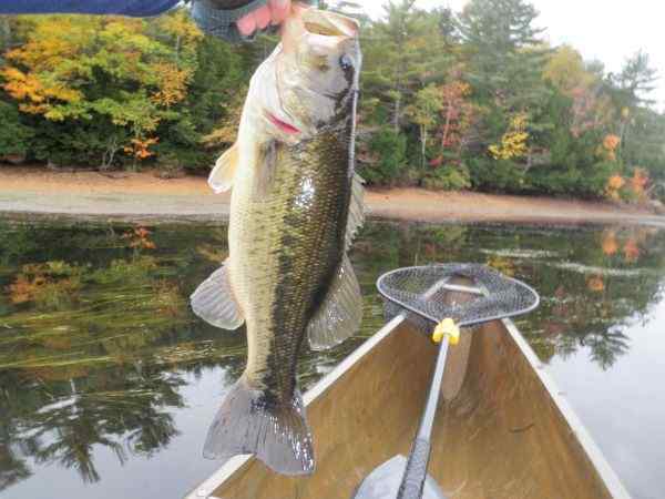 The Dang Dam! - Fishing Reports - Bass Fishing Forums