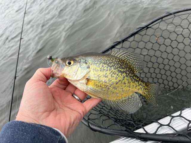 Sources for good fine cut silicone???Favorite bluegill/sunfish pattern ...