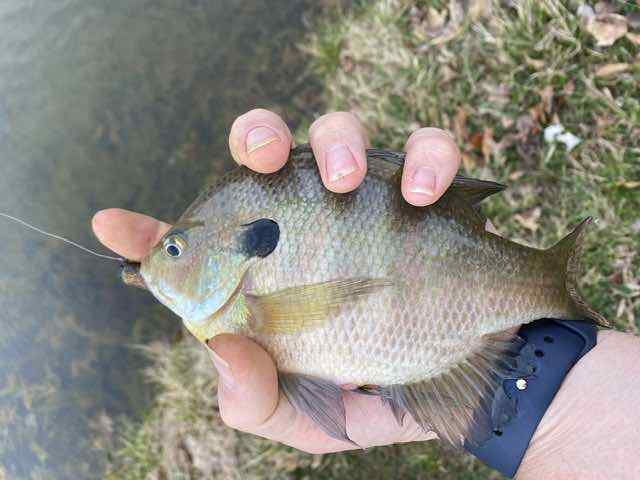 Sources for good fine cut silicone???Favorite bluegill/sunfish pattern ...