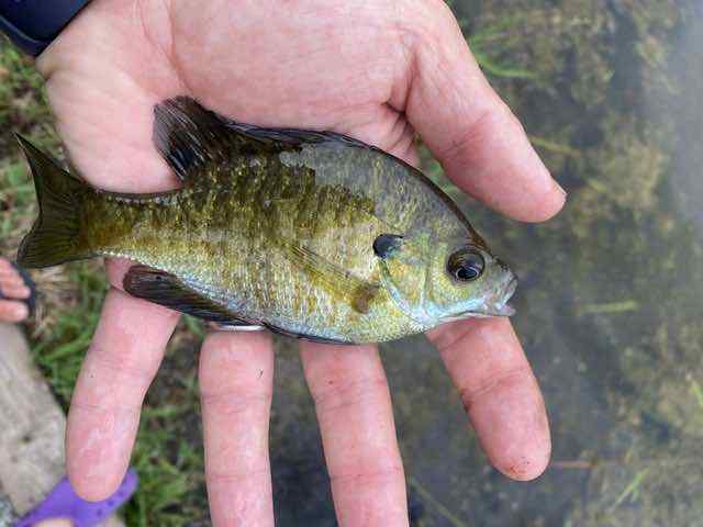 Sources for good fine cut silicone???Favorite bluegill/sunfish pattern ...