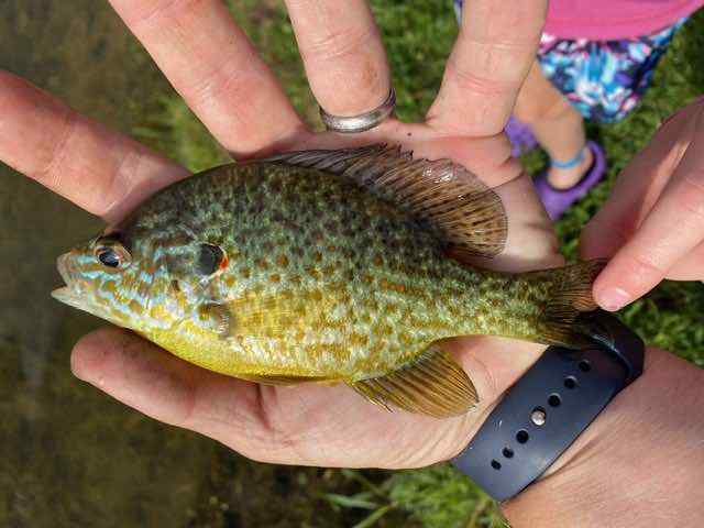Sources for good fine cut silicone???Favorite bluegill/sunfish pattern ...