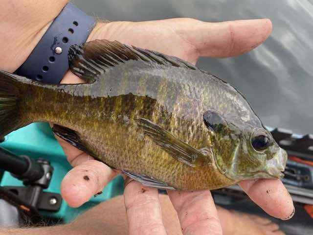 Sources for good fine cut silicone???Favorite bluegill/sunfish pattern ...