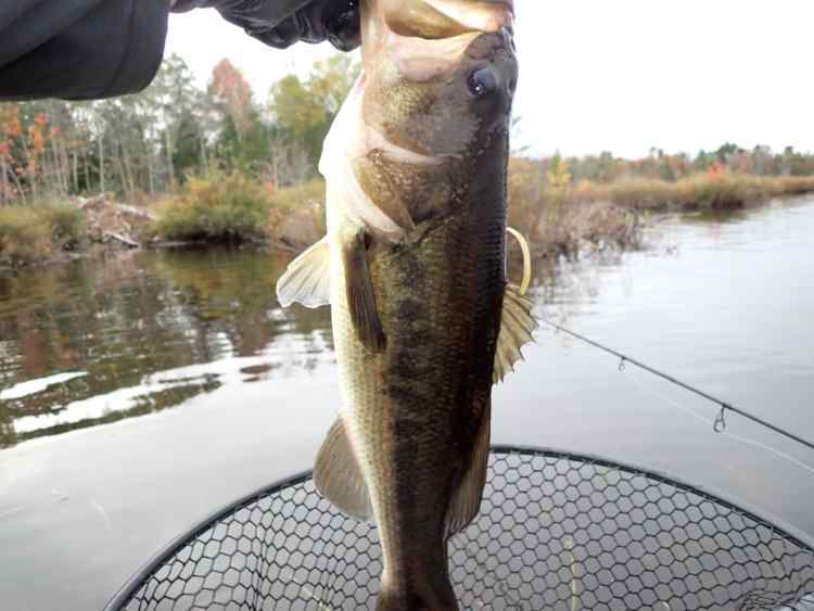 Another 19-incher from my pond! - Fishing Reports - Bass Fishing Forums