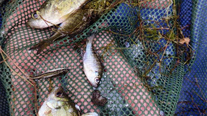 Bass Aggressiveness and Boldness | The Ultimate Bass Fishing Resource ...