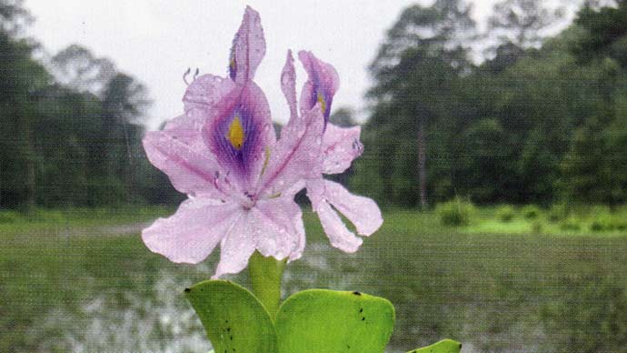 Aquatic Plants in Ponds: Identification, Uses, and Control Made Simple ...