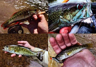 How Many Bass Species Exist? The Complete Black Bass Guide | The ...