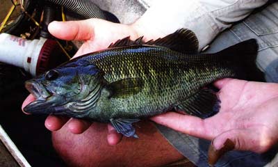 How Many Bass Species Exist? The Complete Black Bass Guide | The ...