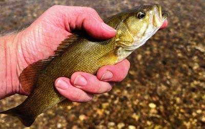 How Many Bass Species Exist? The Complete Black Bass Guide | The ...