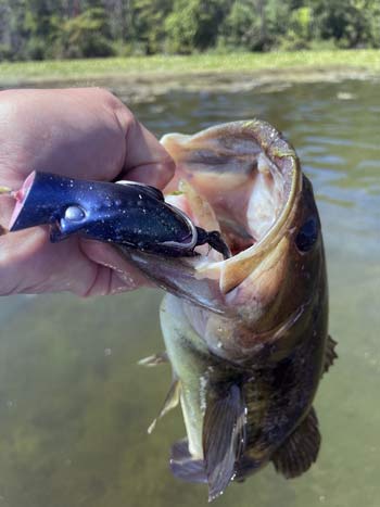How to Beat the Post-Spawn Bass Fishing Funk | The Ultimate Bass ...