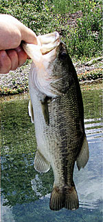 The Opposite of Texas | The Ultimate Bass Fishing Resource Guide® LLC