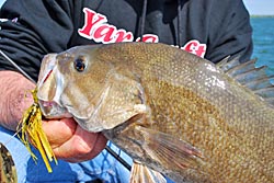Missouri River Bronzebacks | The Ultimate Bass Fishing Resource Guide® LLC