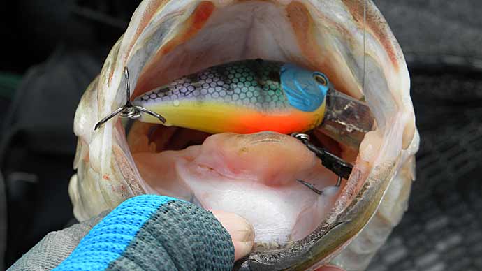 Fall Square Bill Bass Patterns And Tactics | The Ultimate Bass Fishing ...